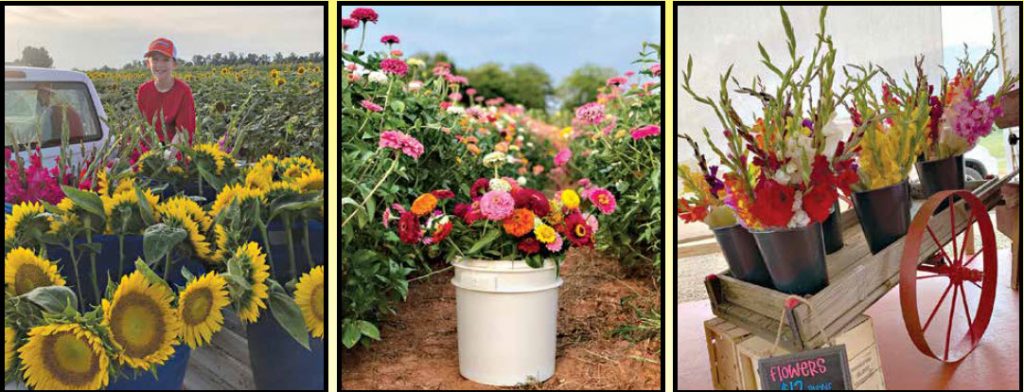 Isom’s Orchards And U-Pick: “Old And UNimproved” – Athens Now Alabama